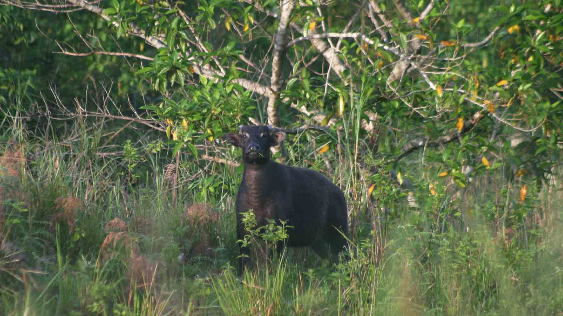 Tamaraw Society Aims To Raise Funds For Mindoro’s Tamaraw Rangers | PAGEONE