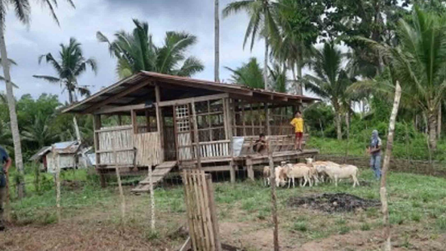 Leyte Farmers Set Up Own Sheep Multiplier Farm - PAGEONE