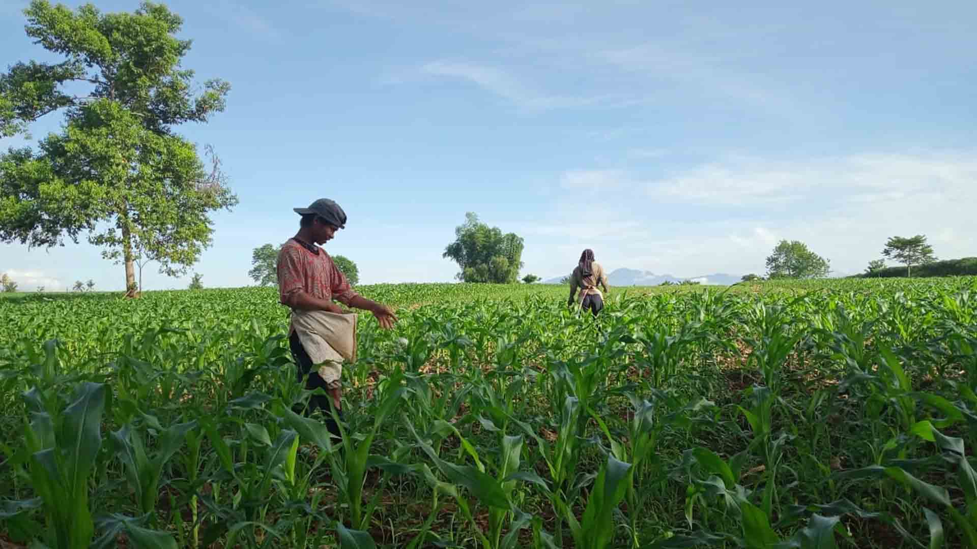 Corteva Agriscience, DA Hold Forum On Fall Armyworm Management | PAGEONE