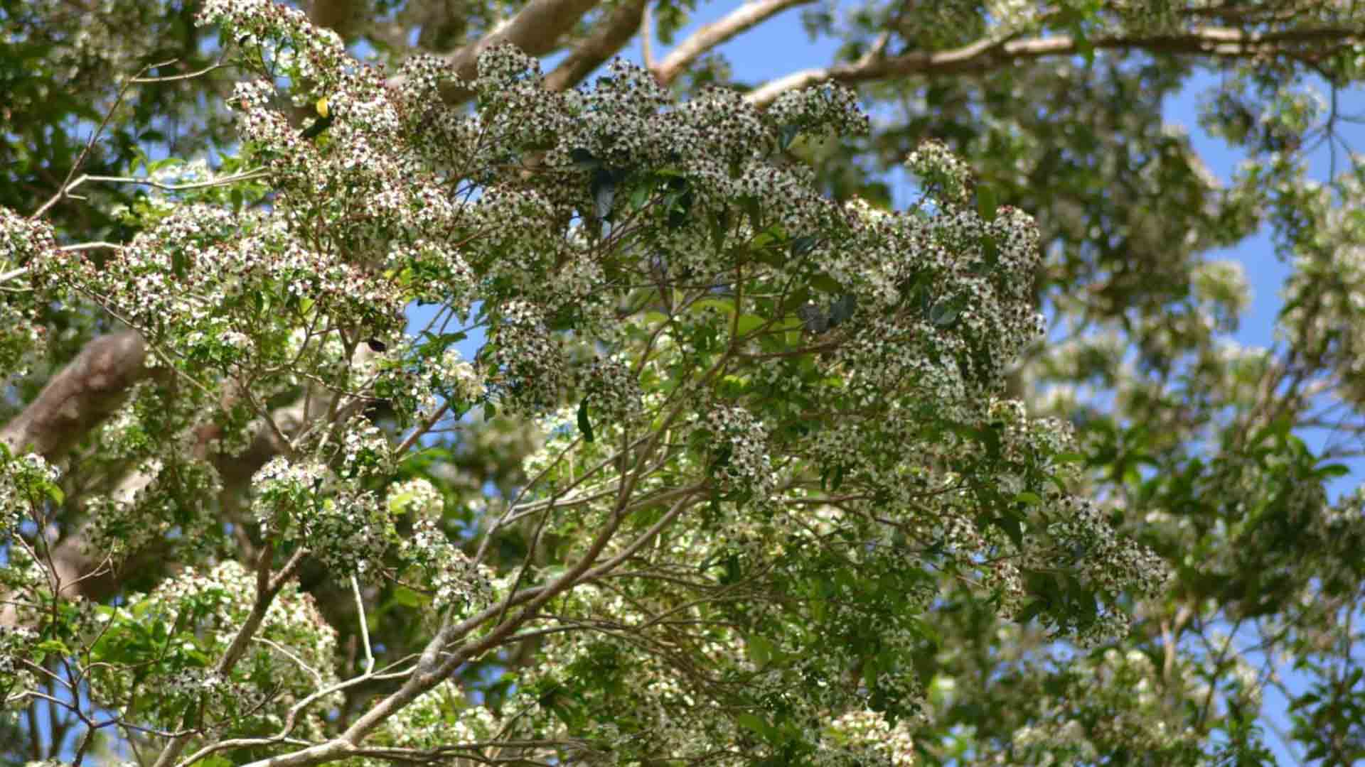 EDC Completes Survey Of 35 Native Tree Species Under DENR’s Adopt-A ...