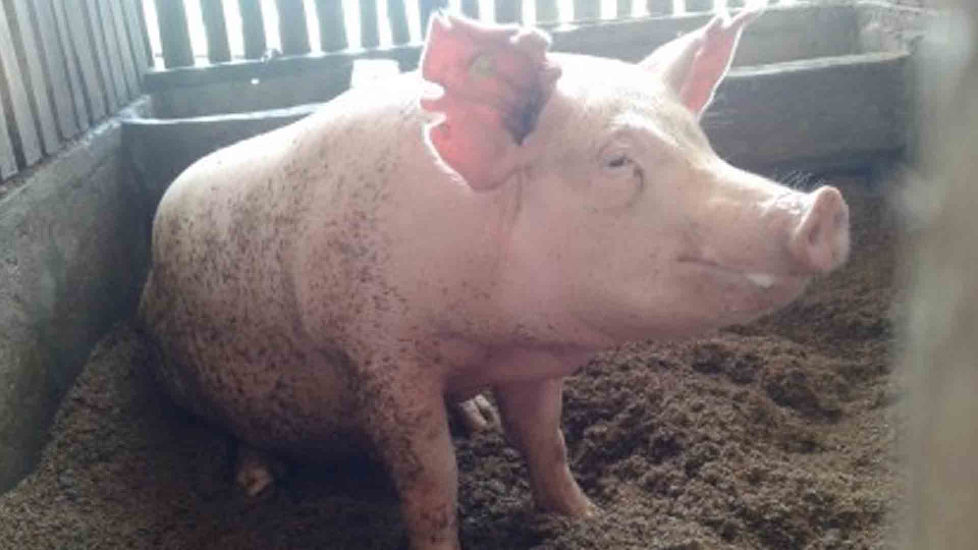 New Agri-Based Coop Seen To Boost Livestock Production In Legazpi | PAGEONE