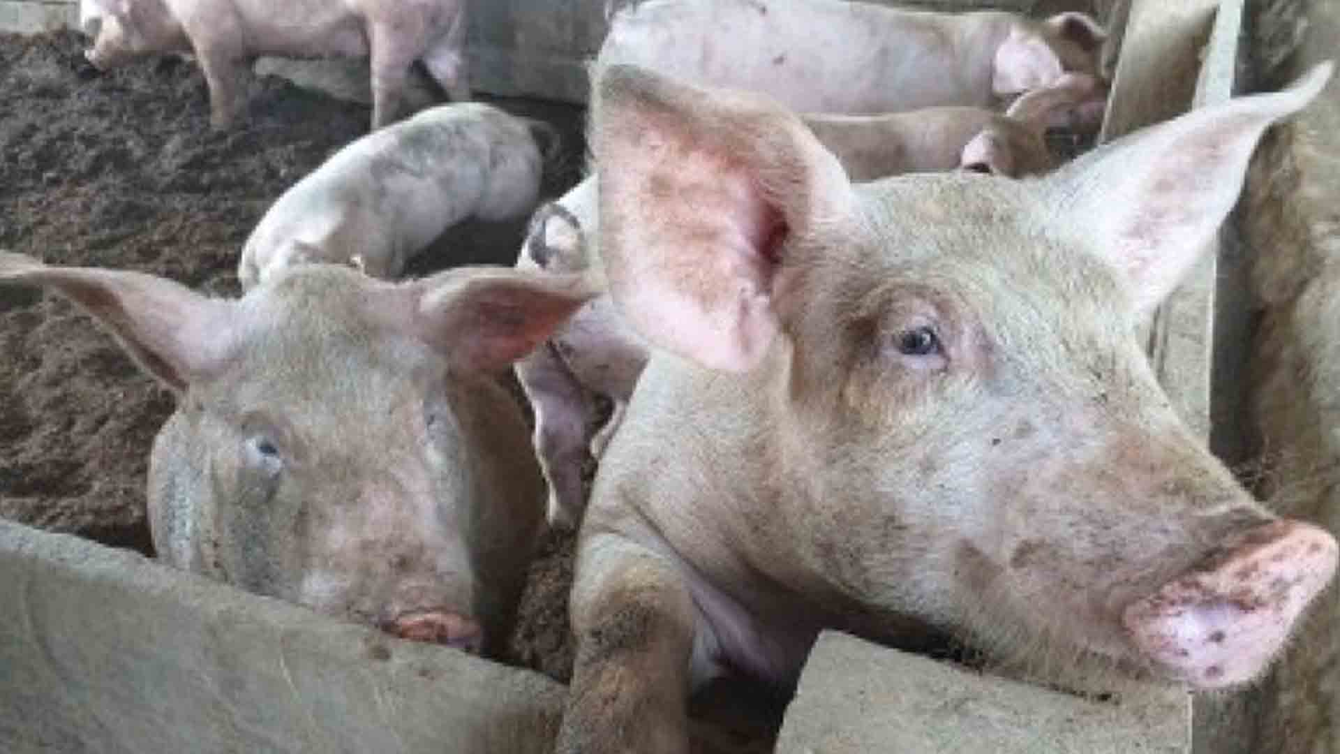 NegOr Sends 25K Hogs Monthly To NCR, Other Provinces | PAGEONE