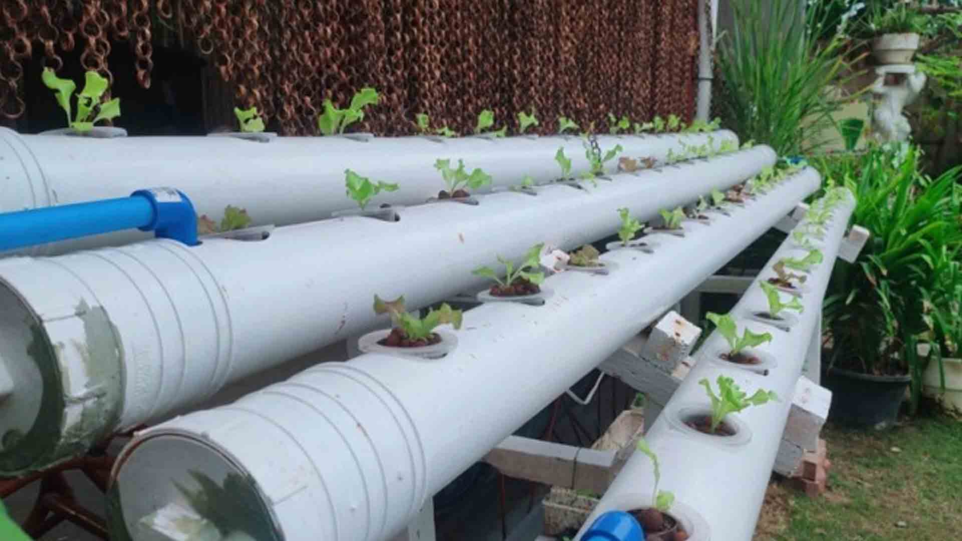 DSWD-7 Launches ‘Gulayan Sa Barangay’ For 4Ps Beneficiaries | PAGEONE