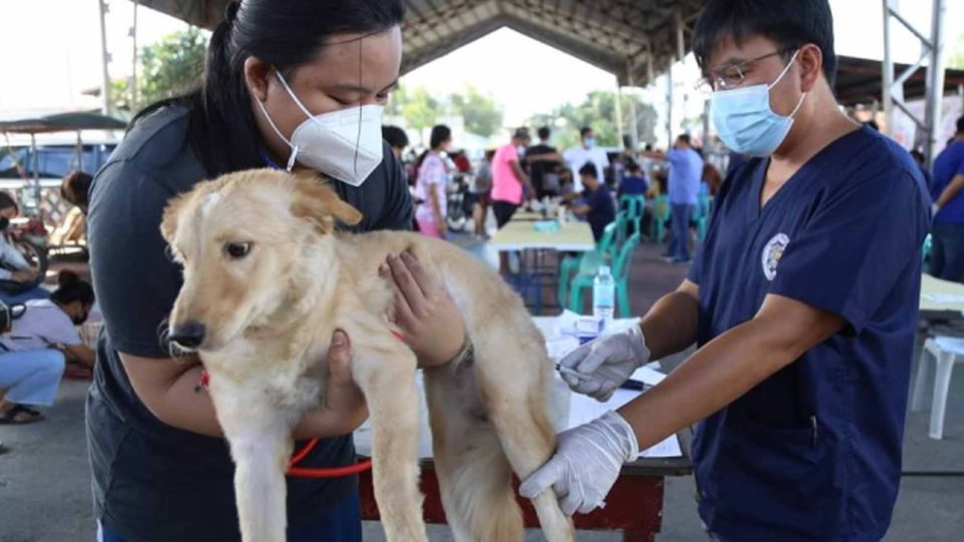 Baguio Gives Free Anti-Rabies Jab To Exceed 2021 Figure | PAGEONE