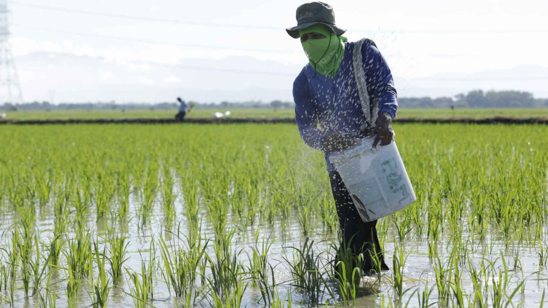 Lakbay Palay Highlights Balanced Fertilization | PAGEONE