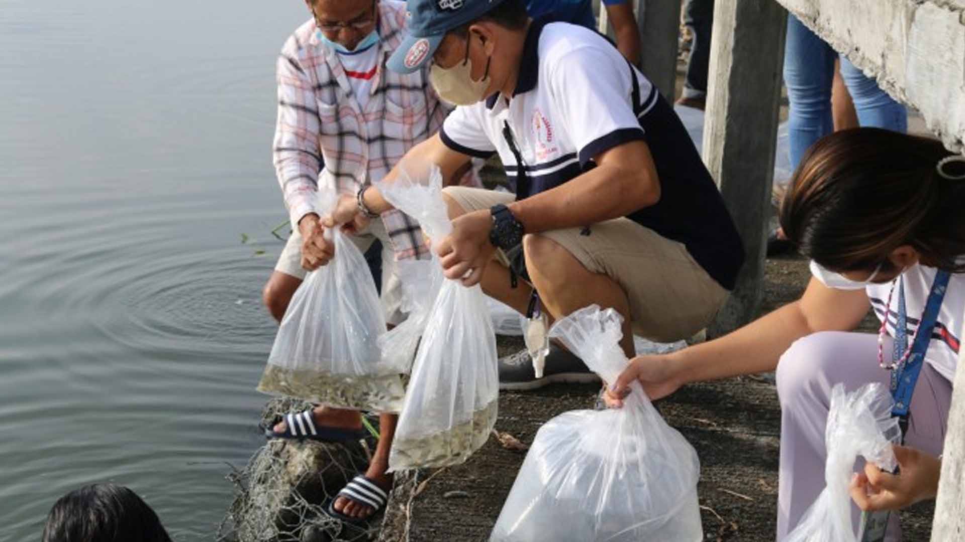 BFAR Disperses 50K Tilapia Fingerlings At Bustos Dam | PAGEONE