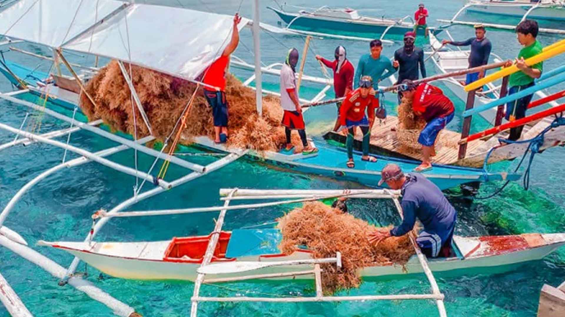 Farmers In Typhoon-Hit Leyte Islet Revive Seaweed Industry | PAGEONE