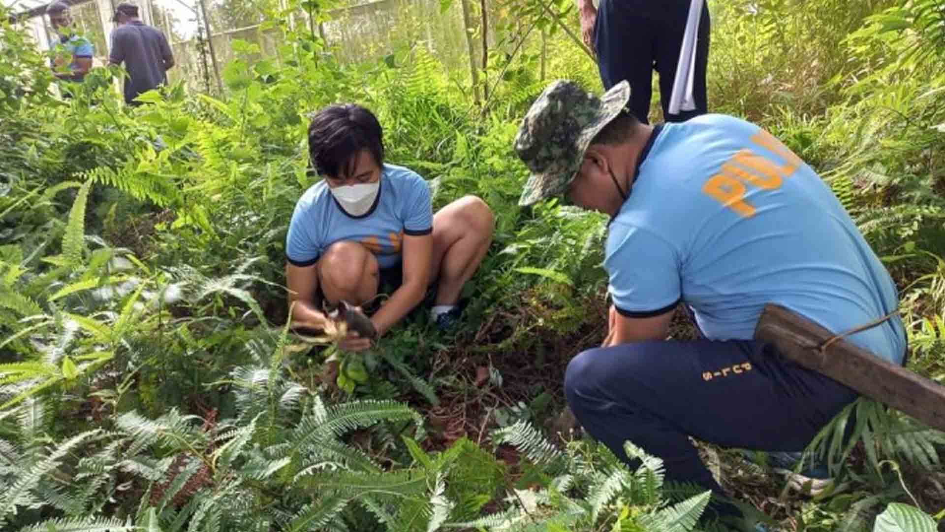 Mimaropa Cops To Plant 45.5K Seedlings Per Month Until December | PAGEONE