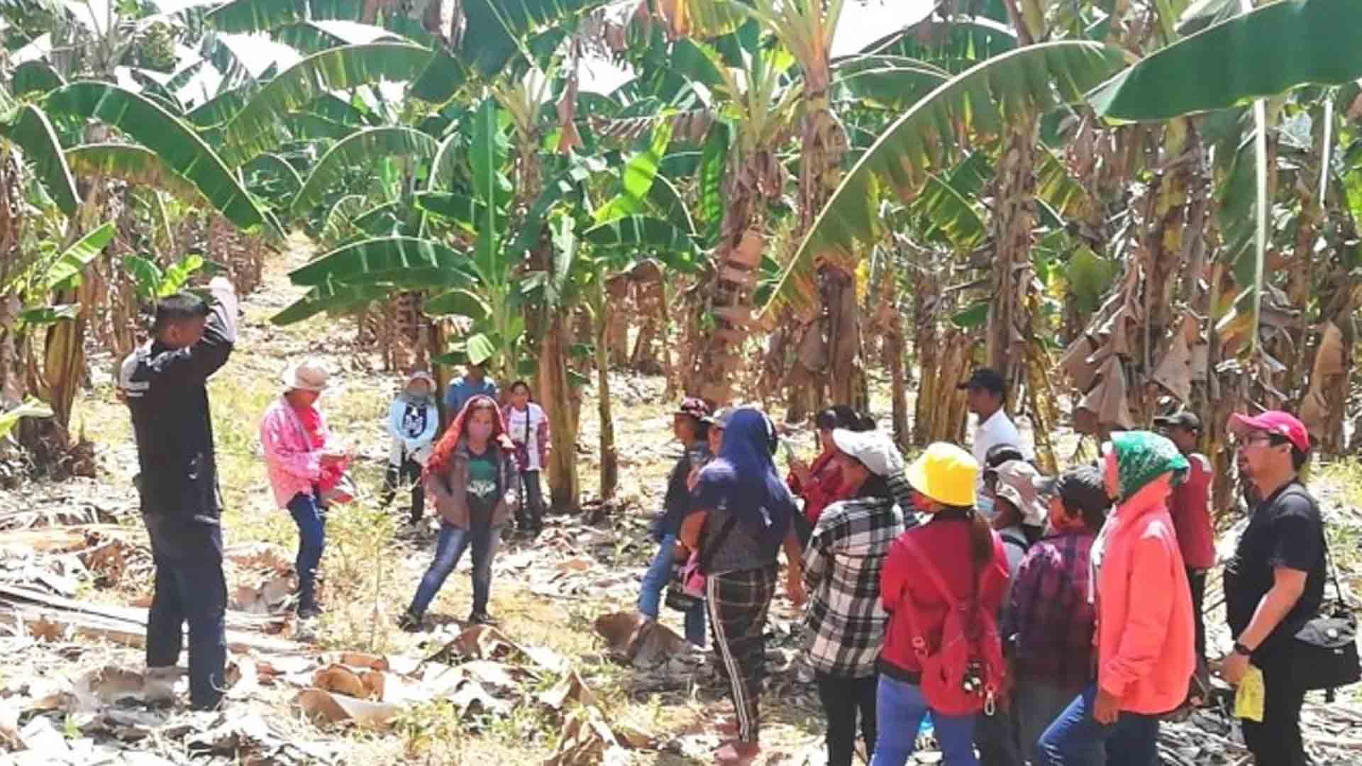 Department Of Agriculture Boosts Apayao’s Production Of Quality Bananas ...