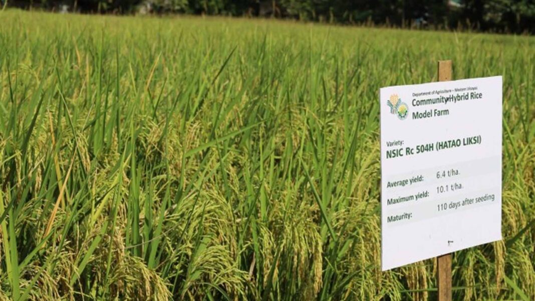Demo Farm Promotes Hybrid Rice In Western Visayas | PAGEONE