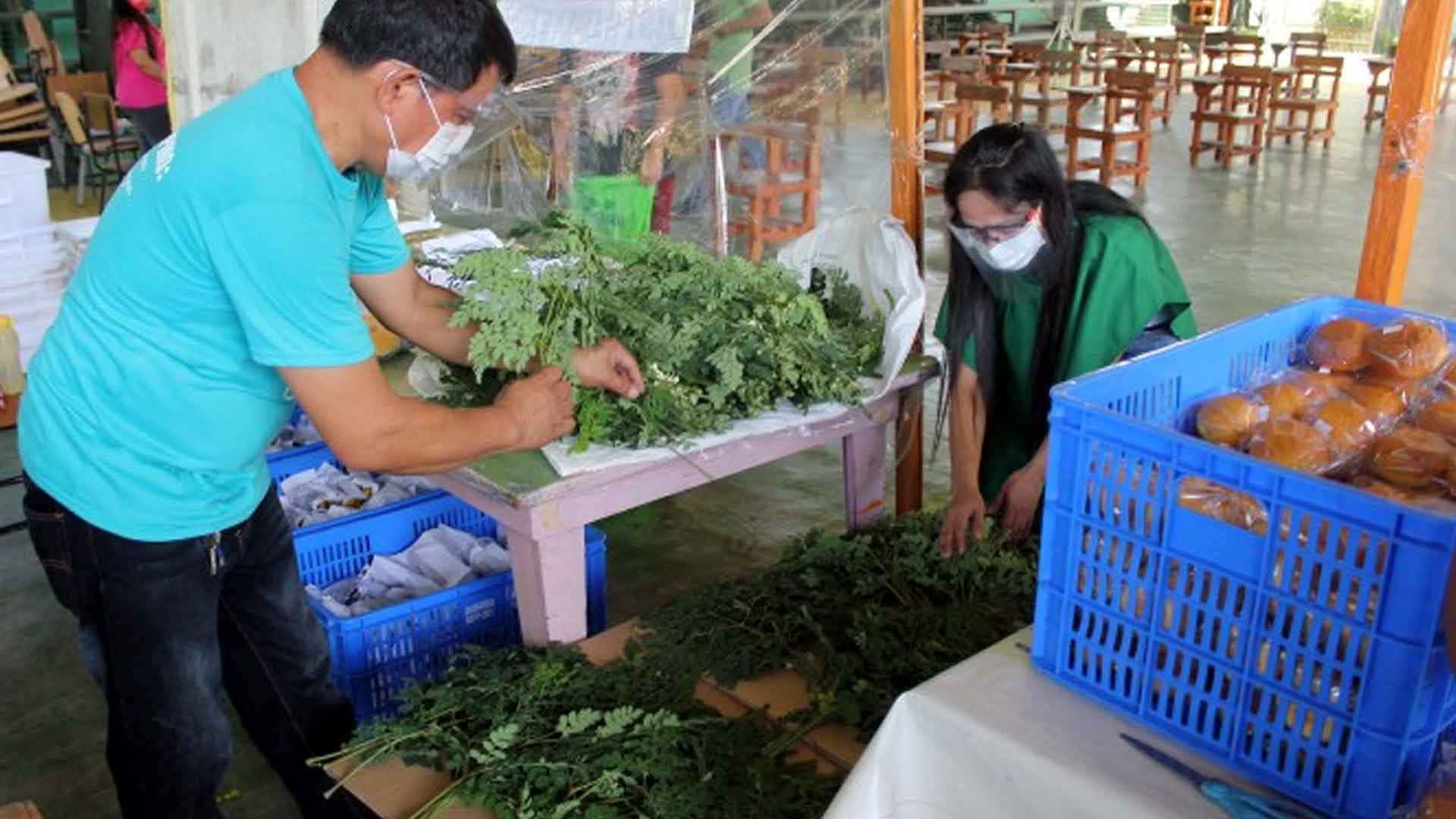 Caraga Region To Plant 1 Million Moringa Seedlings This Year | PAGEONE