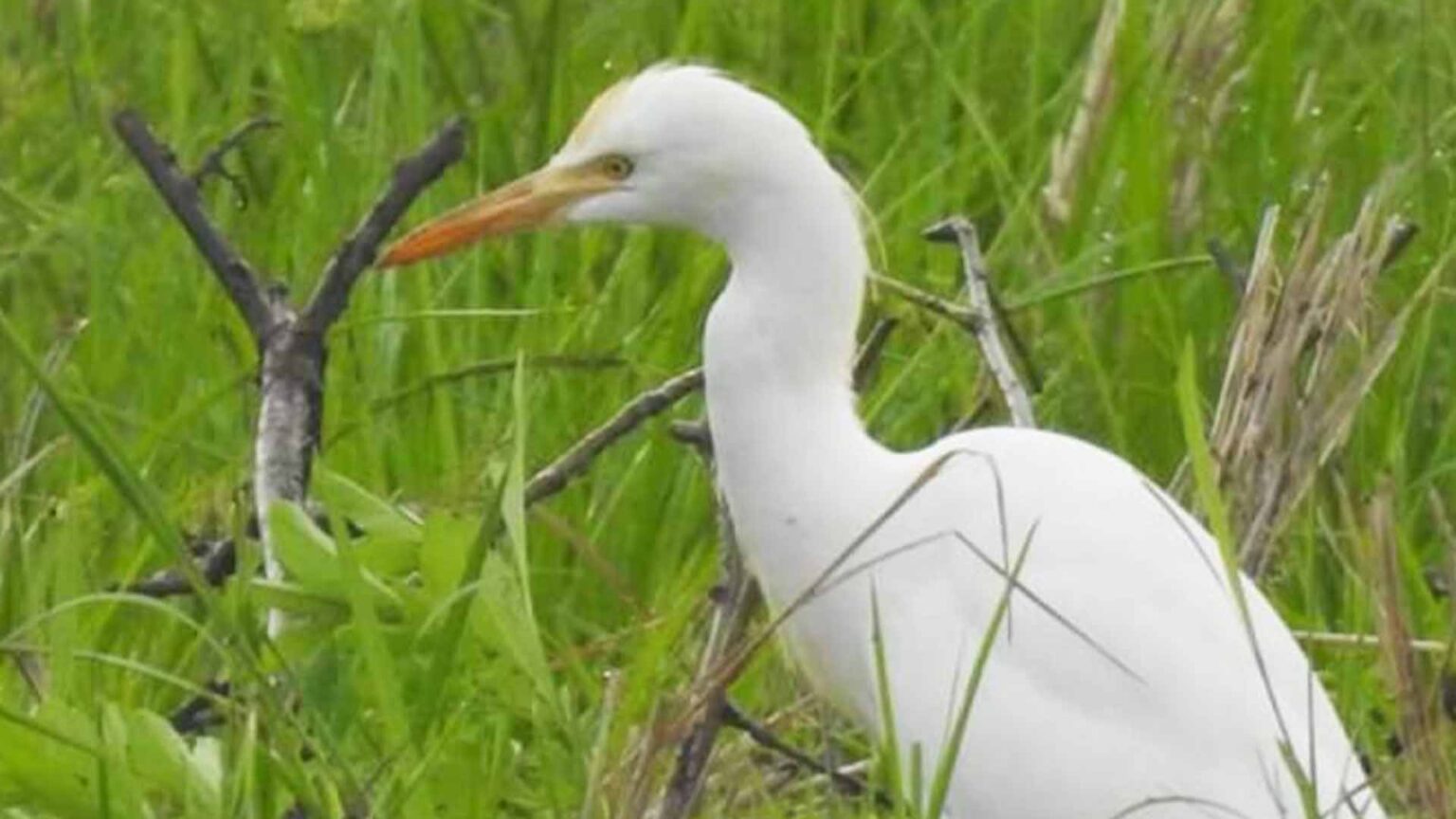 Census Found 32 Water Bird Species Thriving In 2 Agusan Del Norte Towns ...