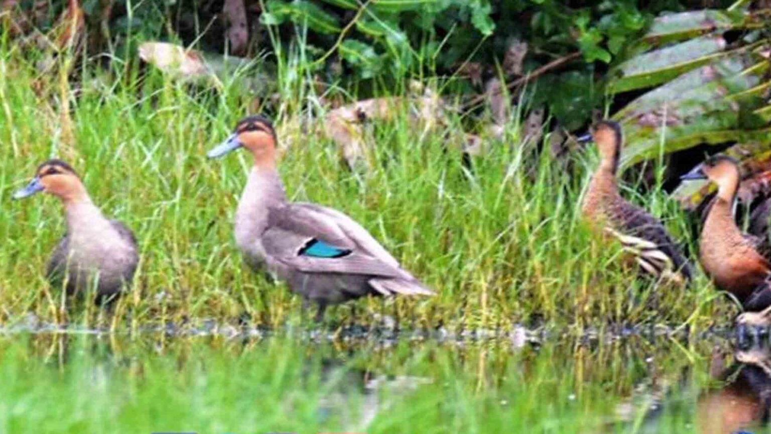 DENR: 2.1K Waterbirds Sighted In Eastern Visayas | PAGEONE