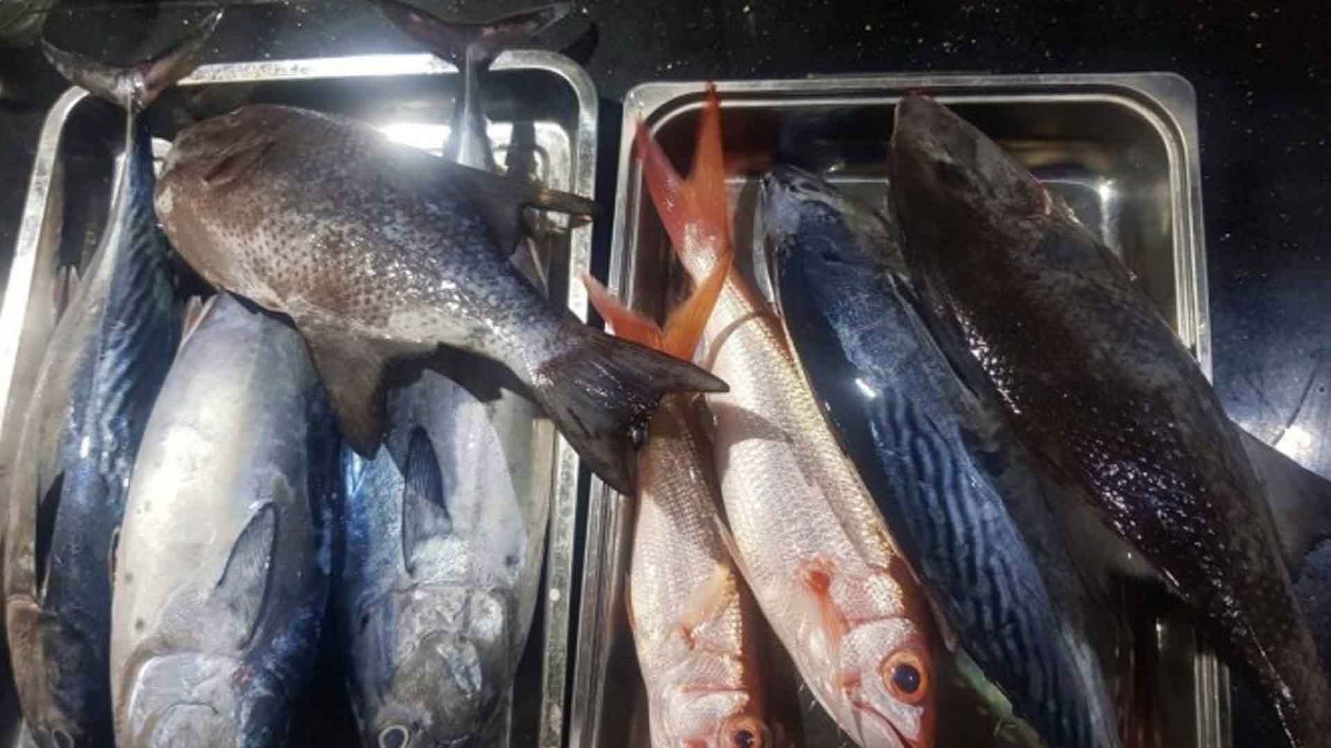 Philippine Statistics Authority: BARMM Still PH’s Top Fish Producer ...