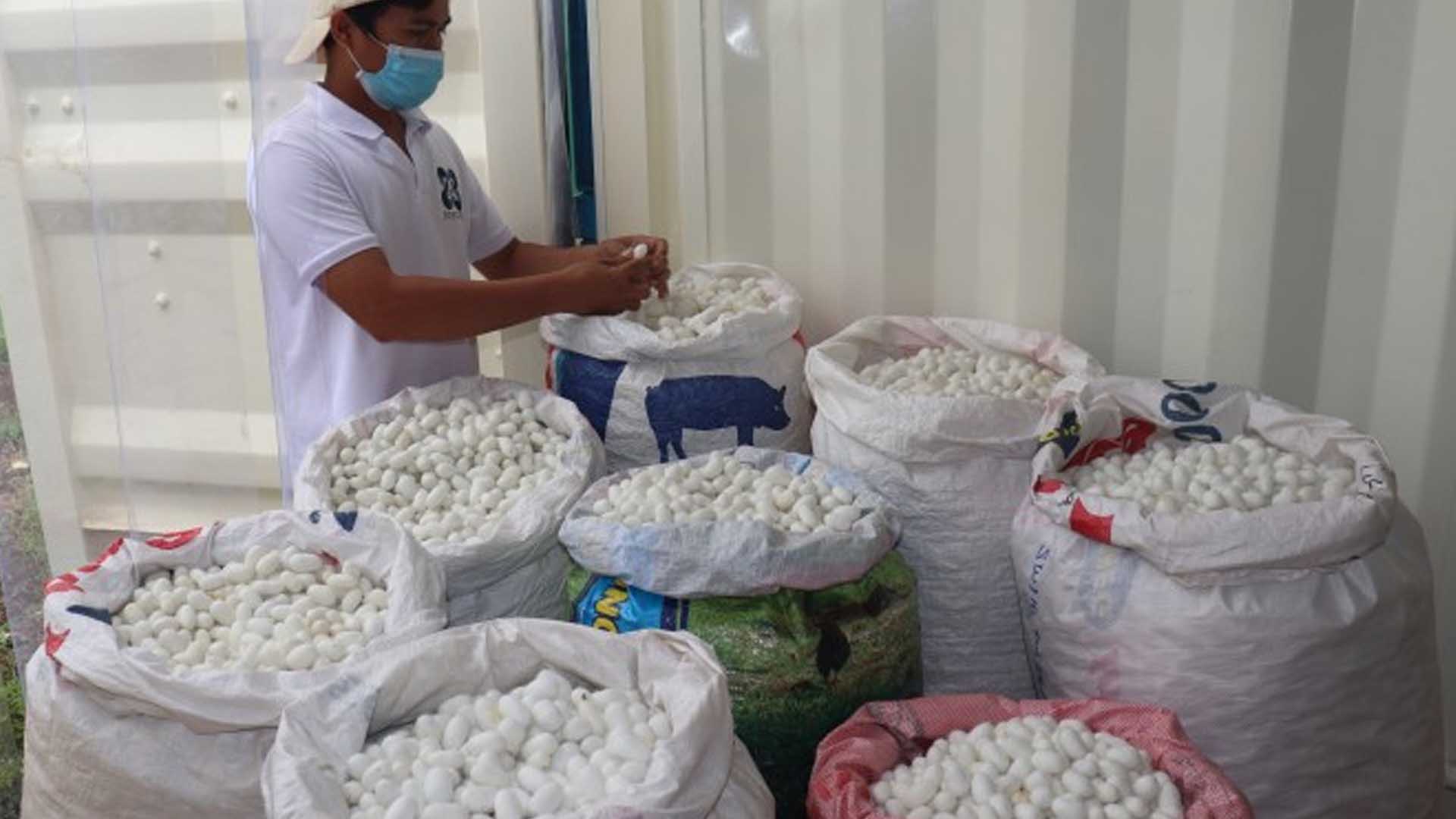 DOST To Help Group Mount Silk Cocoon Production Hub In Pangasinan | PAGEONE