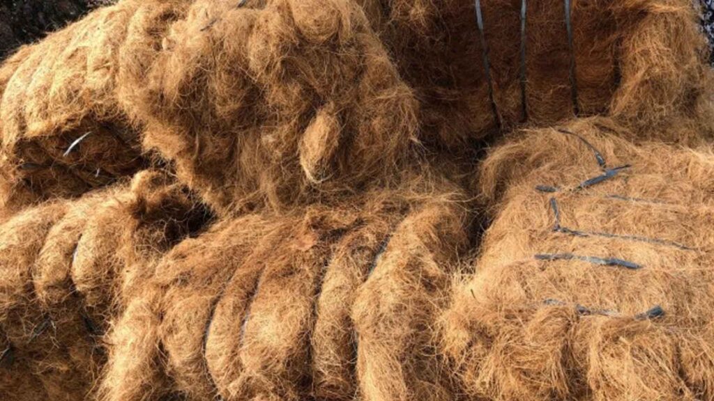 Dev’t Of Coco Coir To Stop Coconut Farming Waste | PAGEONE