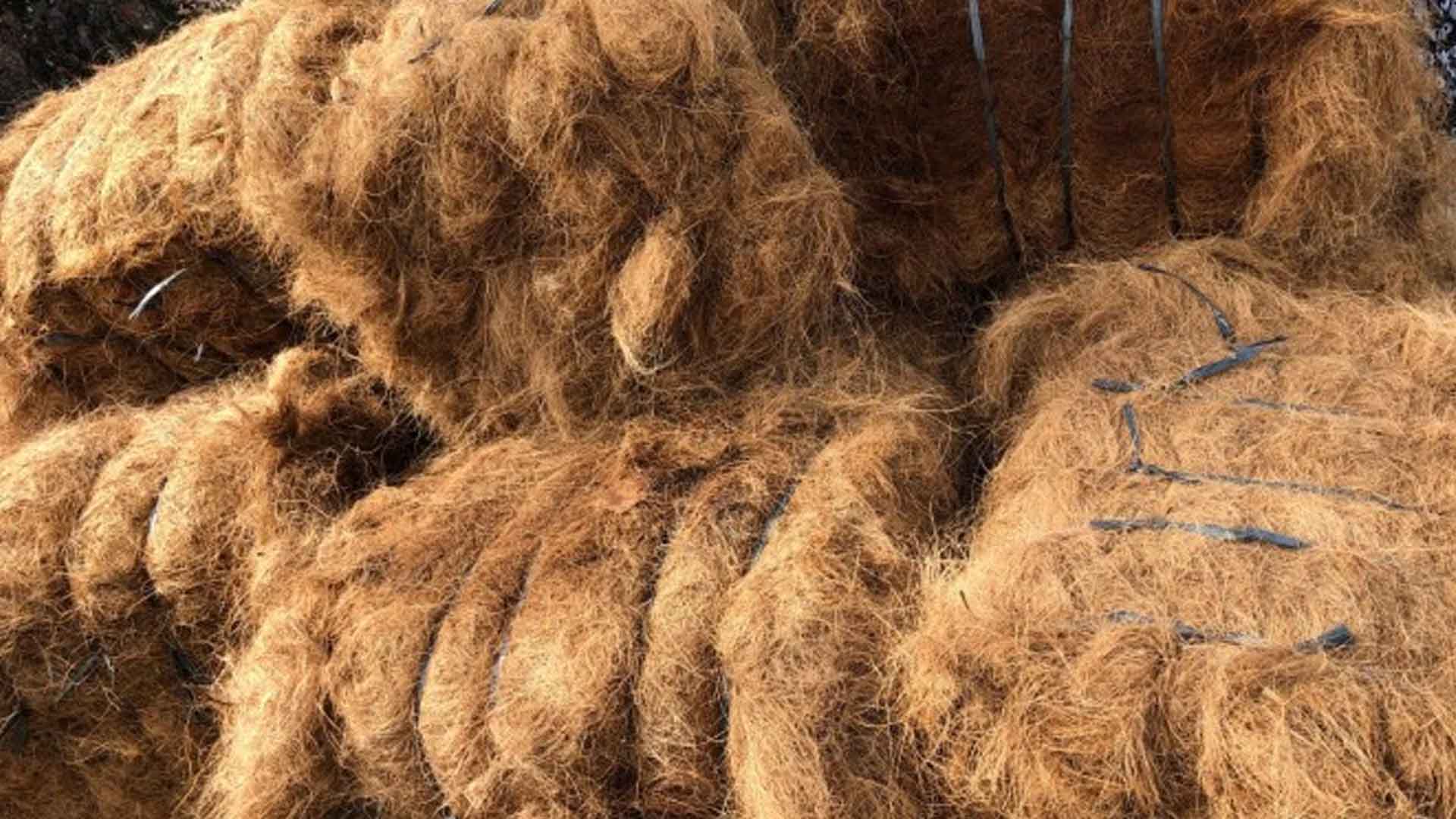 Dev’t Of Coco Coir To Stop Coconut Farming Waste | PAGEONE