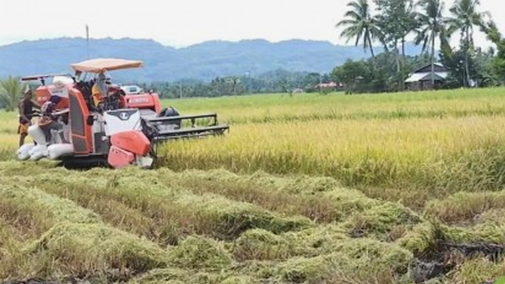 NFA Buying Price For Palay Serves As Benchmark For Traders In Antique ...