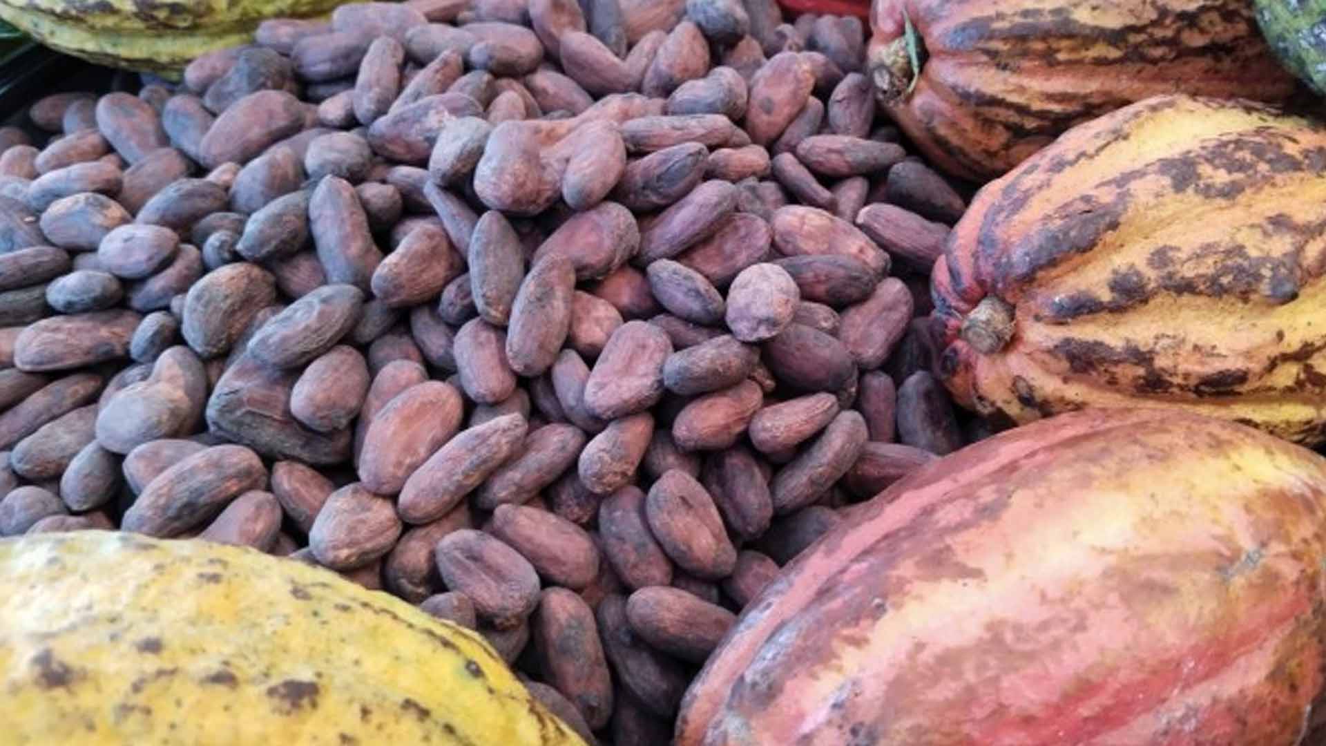 Eastern Visayas Targets 5,000 MT Cacao Bean Yield In 5 Years | PAGEONE