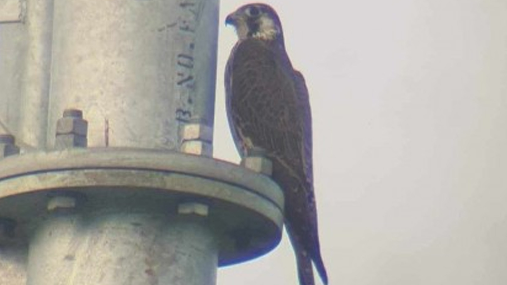 ‘Fastest Animal On Earth’ Spotted In Antique’s Capital Town | PAGEONE