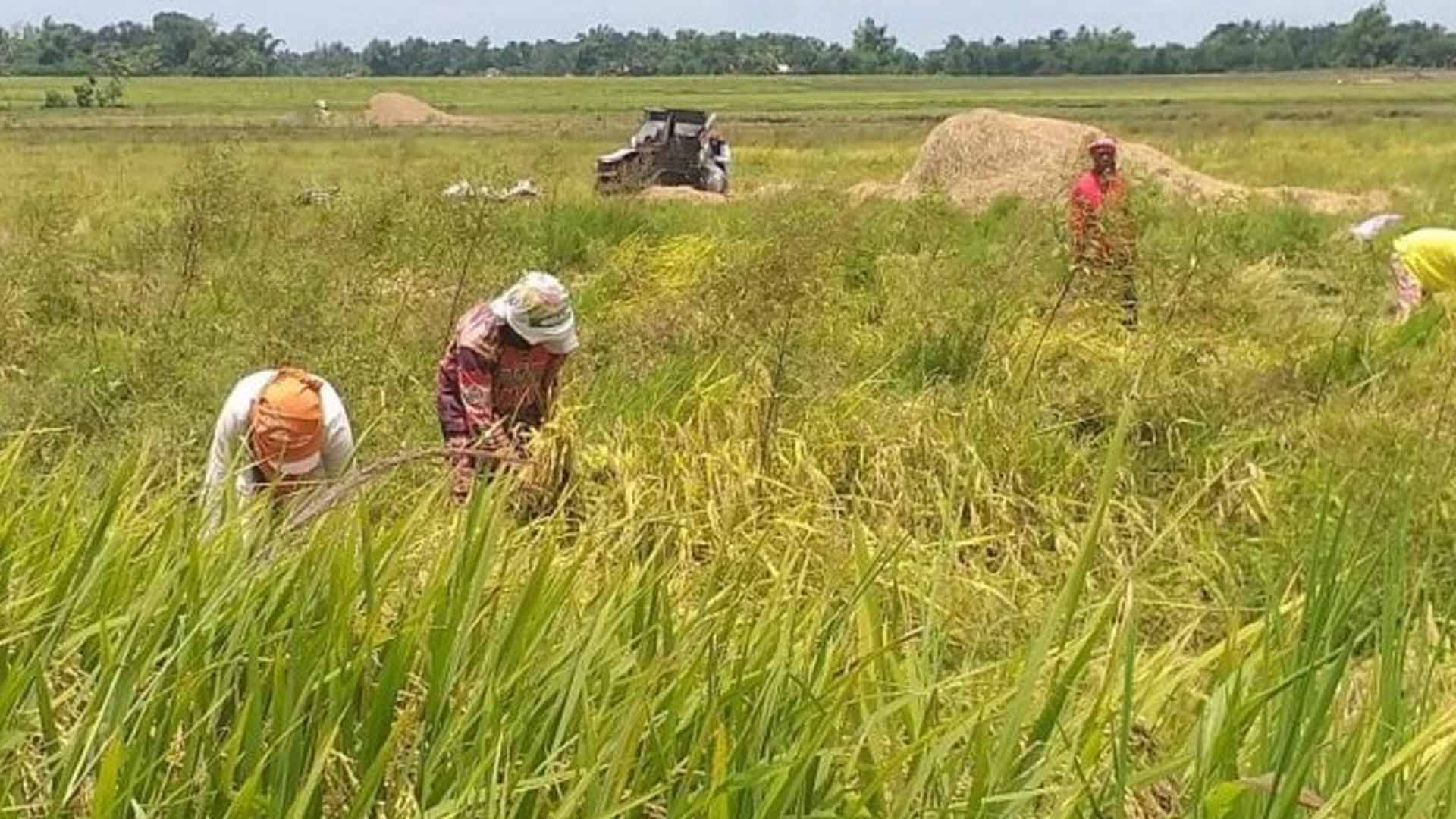 TESDA Allots PHP700 Million To Train Over 50K Farmers, Dependents | PAGEONE