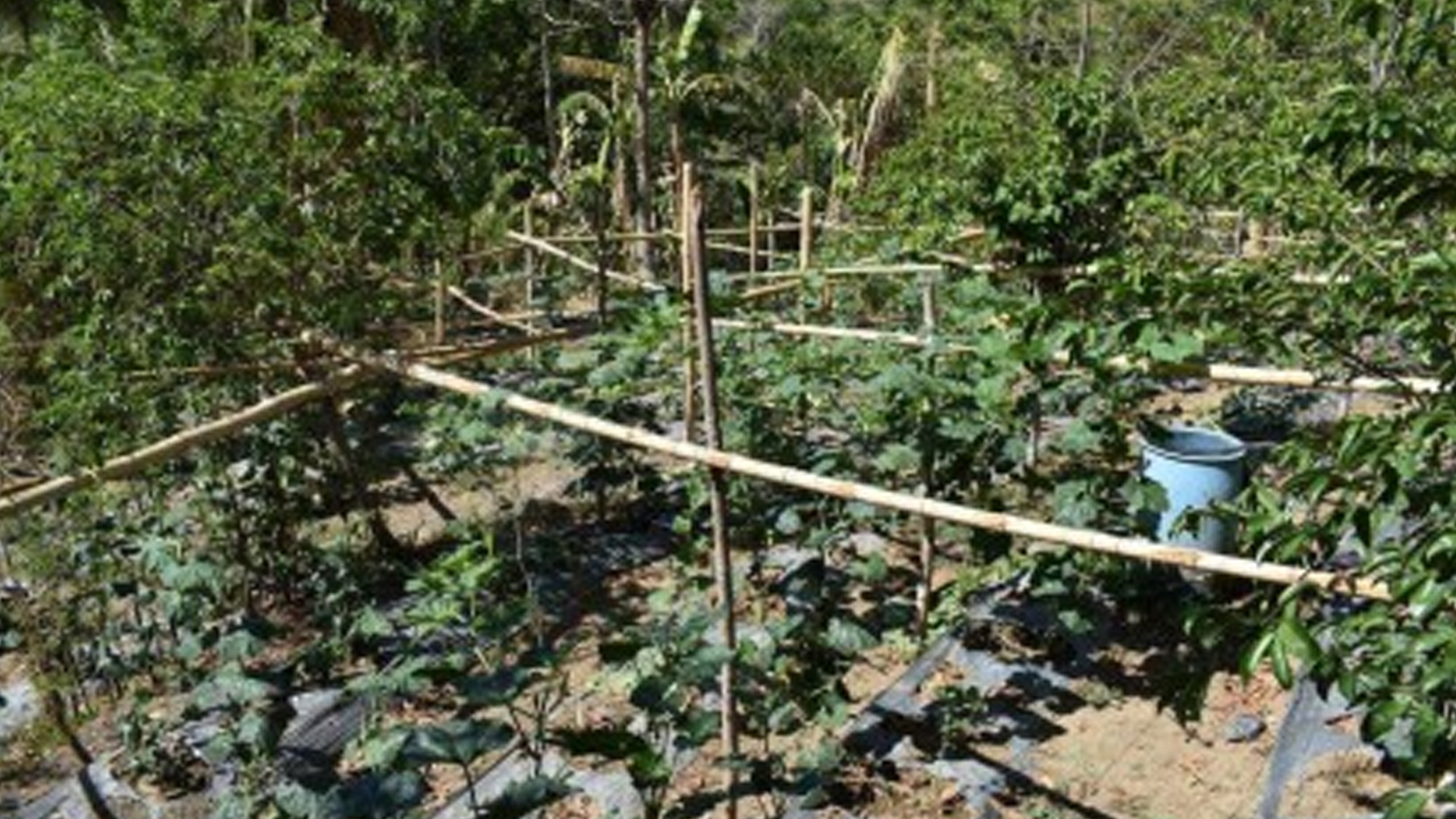 Antique Prepares 5K Indigenous Seedlings For Tree Growing | PAGEONE