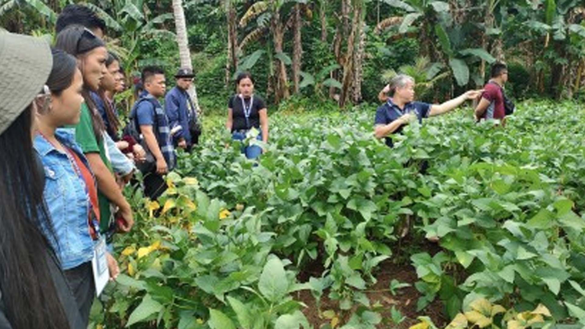 Study Up On Benefits Of Corn-Soybean Cropping System In Caraga | PAGEONE