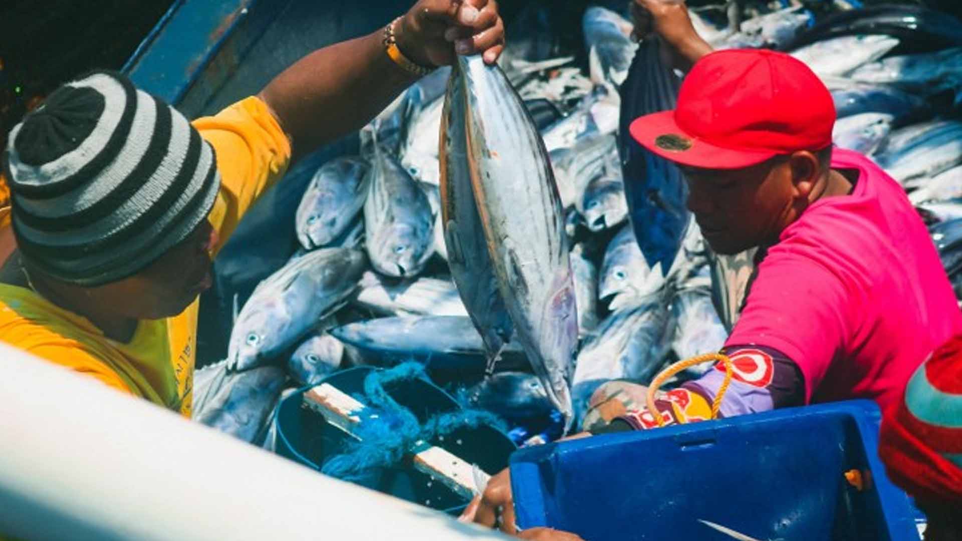 DA-PRDP Approves PHP242 Million Tuna Facilities In Surigao Del Sur ...