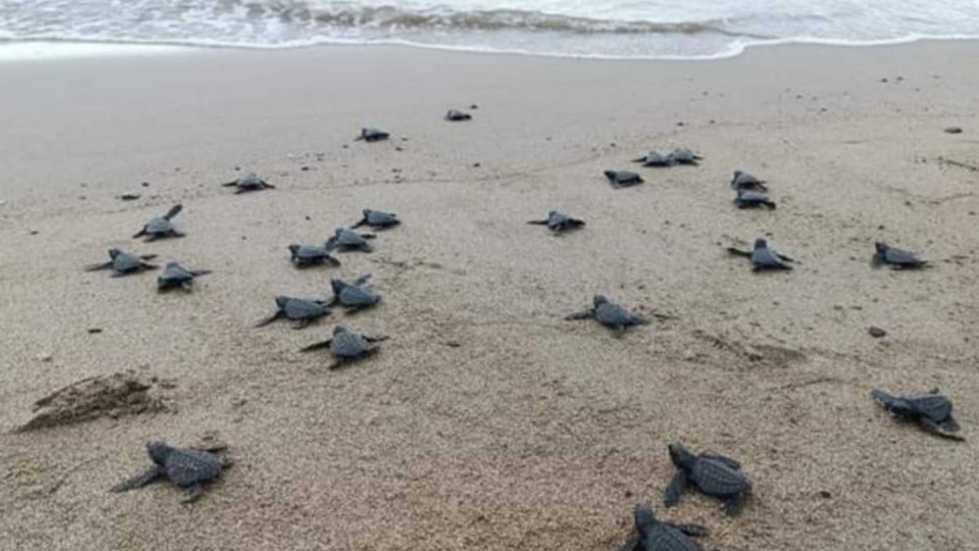 LGU Releases 50 Turtle Hatchlings To Antique Waters | PAGEONE