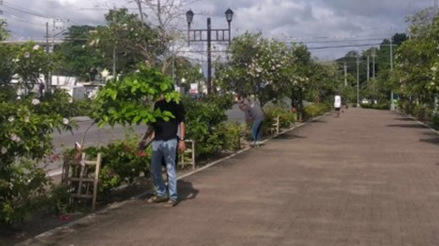 Iloilo City Forms Task Force For Tree Planting Initiatives | PAGEONE