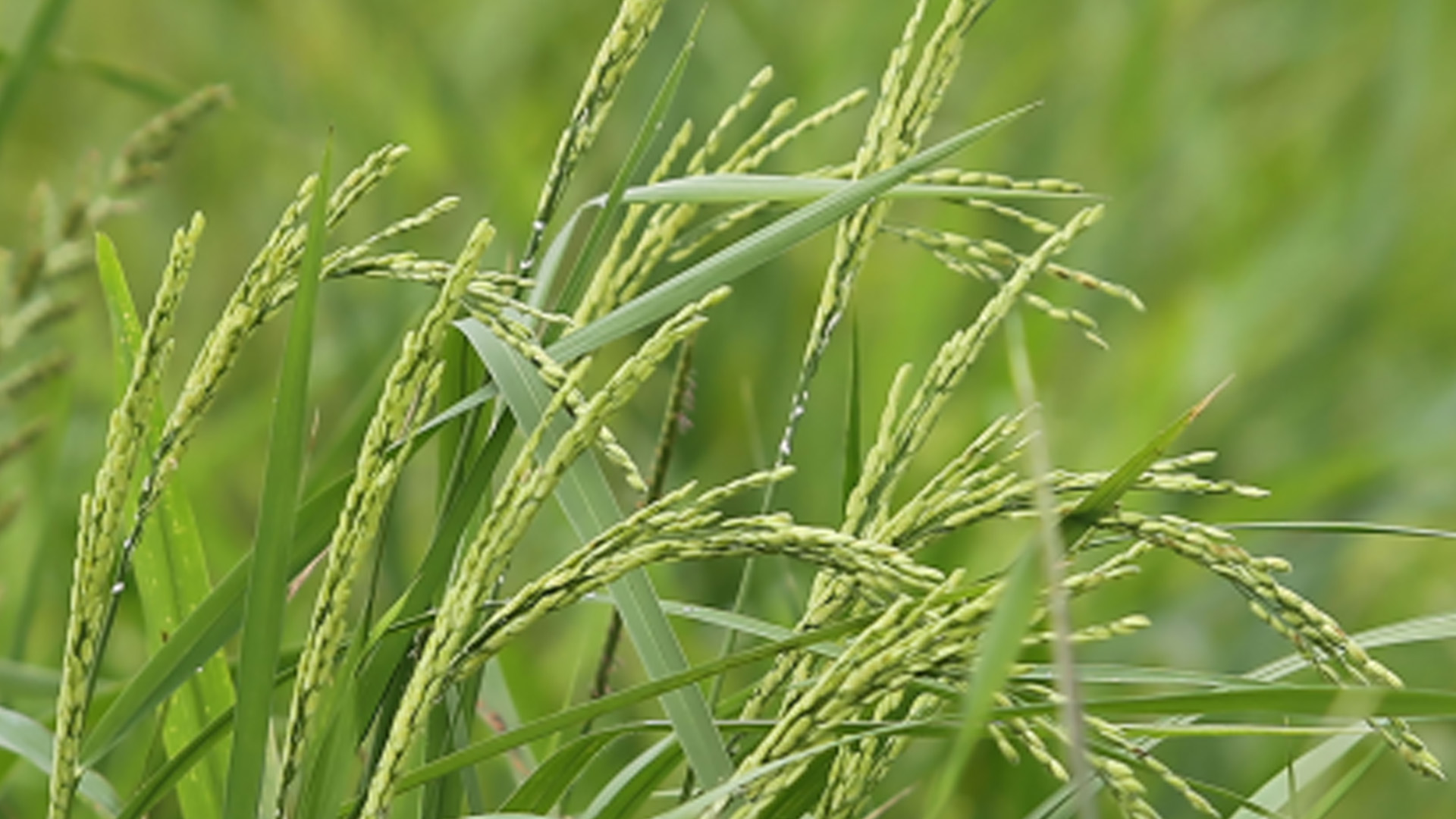 DA, JICA Eye USD200 Million Post-Harvest Project To Boost Rice Output ...