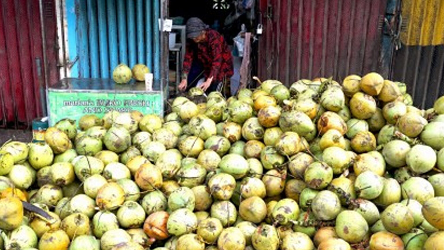 Ilocos Norte IPs Support Moves To Revitalize Coco Industry | PAGEONE