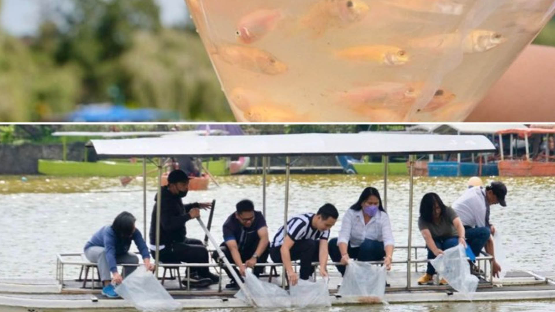 Over 11K Fingerlings Distributed To Support Baguio’s Food Security ...